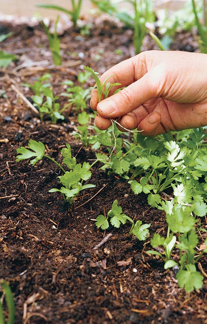 How to Grow Cilantro - FineGardening