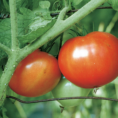 How to Grow Beefsteak Tomatoes - FineGardening