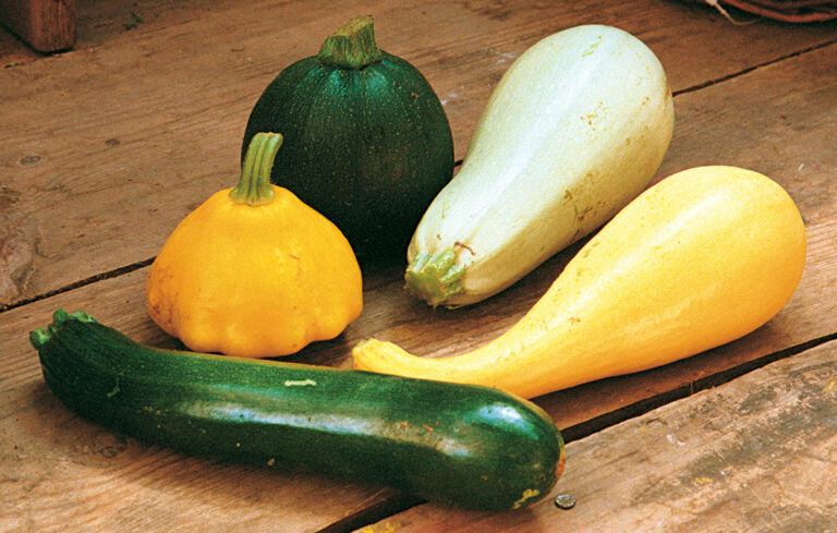 How to Grow Superb Summer Squash - Fine Gardening