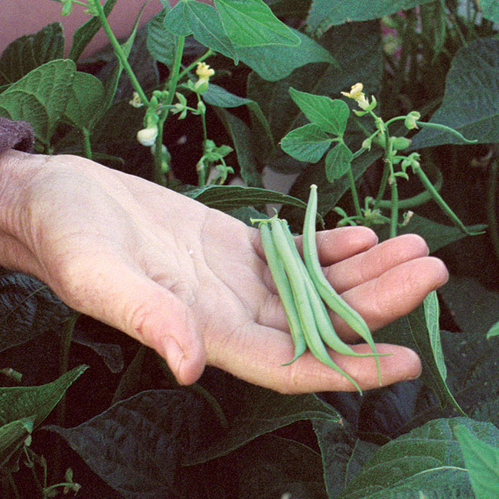 How to Grow Fine, Tender Filet Beans - Fine Gardening