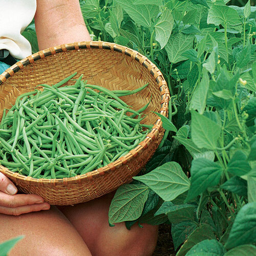 How to Grow Fine, Tender Filet Beans - Fine Gardening