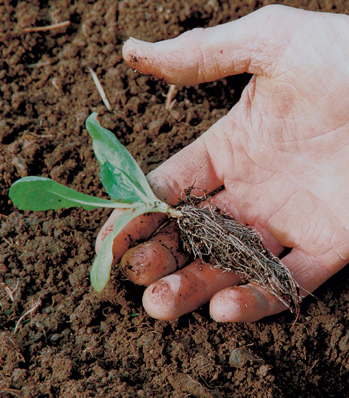 How to Grow Escarole and Endive - Fine Gardening