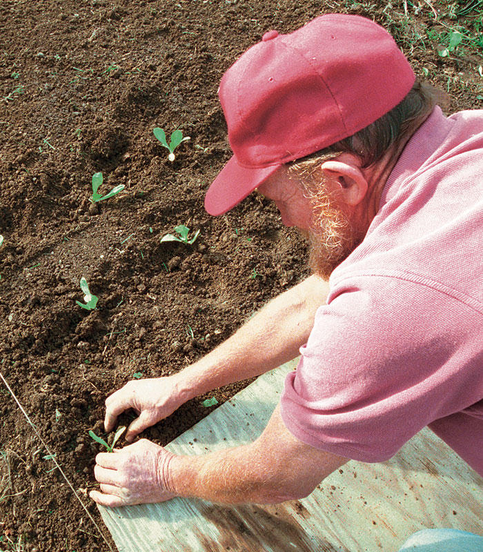 How to Grow Escarole and Endive - Fine Gardening