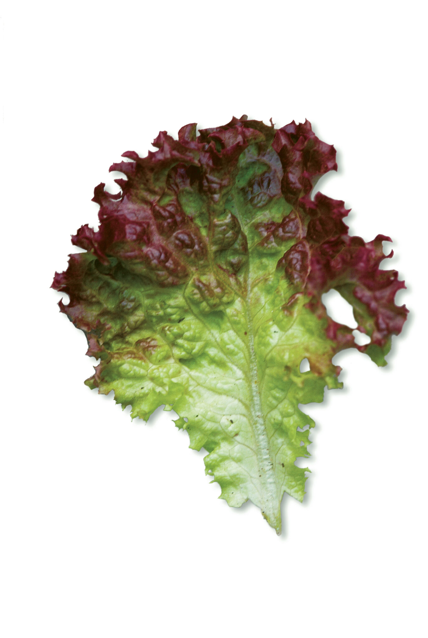 Cut-and-Come-Again Lettuce Sampler - Fine Gardening