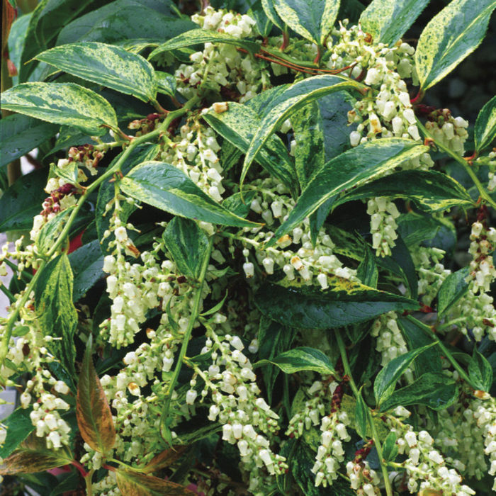 10 Flowering Evergreen Shrubs - Fine Gardening