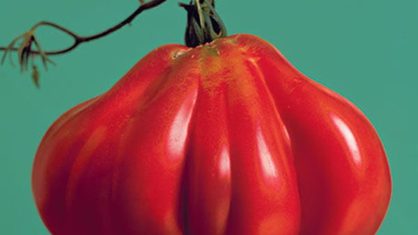 The Supporting Cast for Tomatoes - Fine Gardening