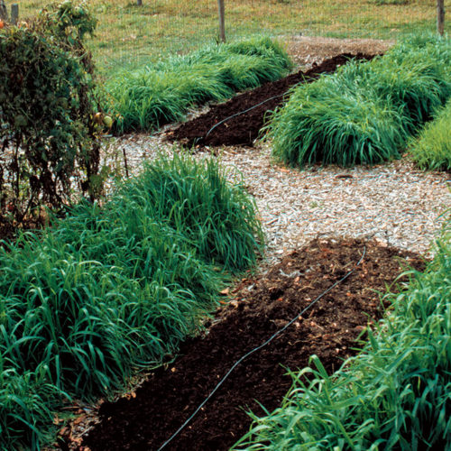 Healthy Soil Is Just a Cover Crop Away - Fine Gardening