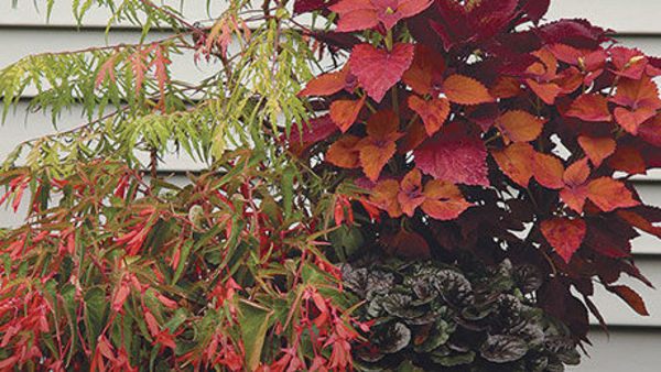 Garden Design Basics: Use Two Colors Plus Green - FineGardening