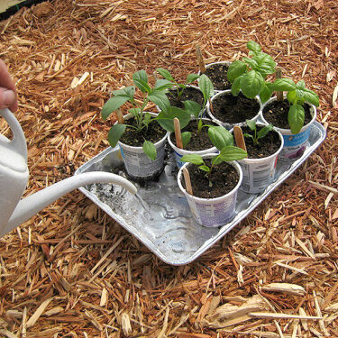 Watering Your Seedlings - Fine Gardening