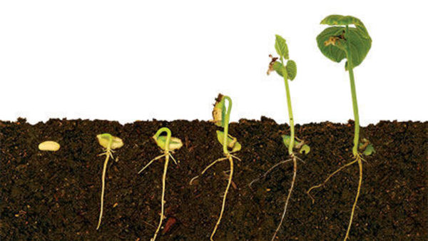 Seed Saving Made Simple - FineGardening