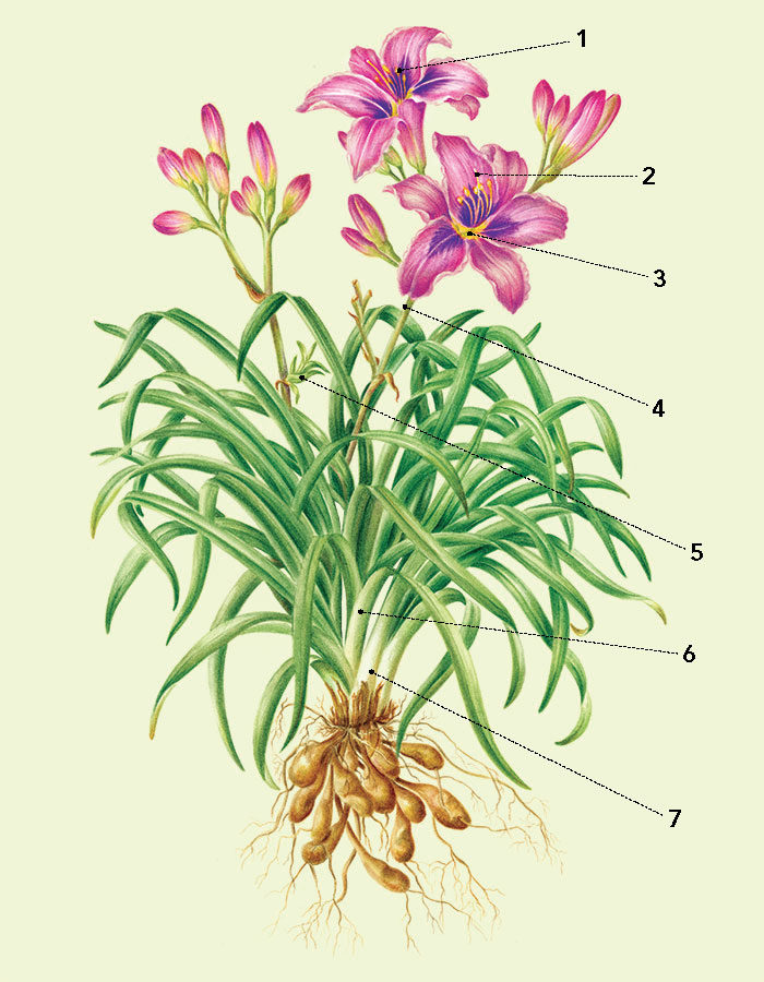That’s a Daylily? - Fine Gardening