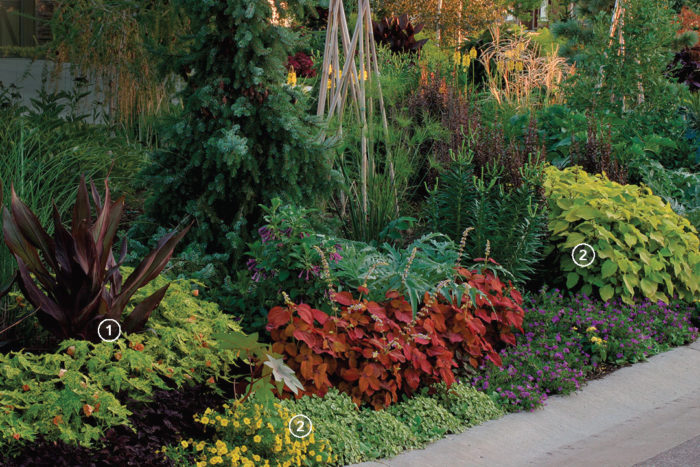 Coloring With Annuals - Fine Gardening