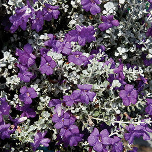 Thunder Cloud™ Violet Silverleaf - Fine Gardening