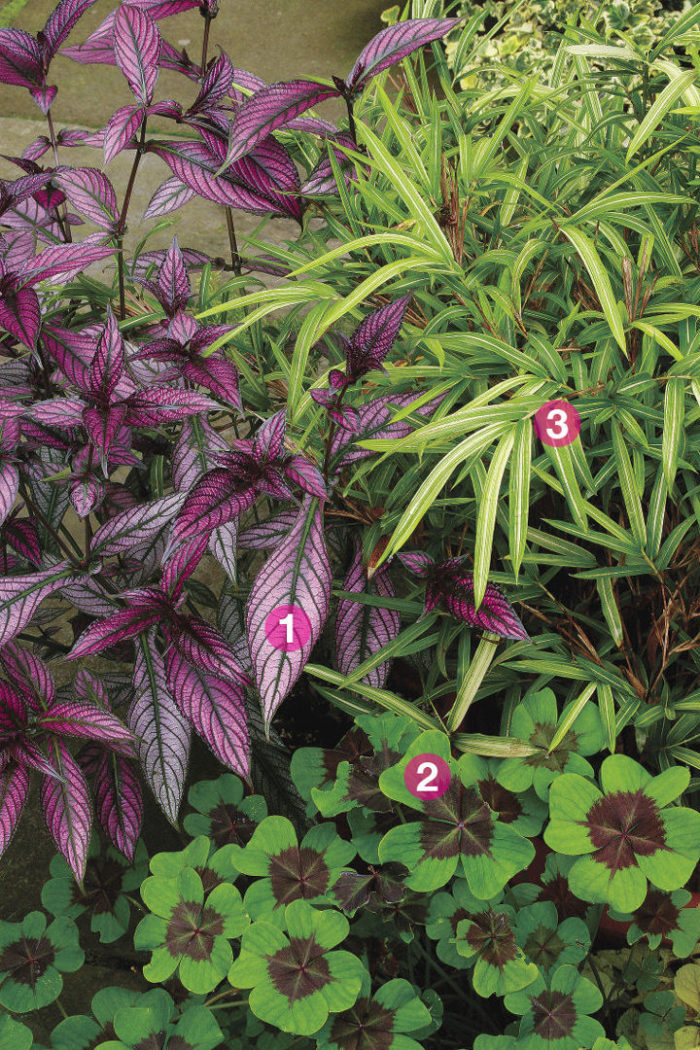 Exciting Plant Combinations Every Gardener Should Try - Fine Gardening