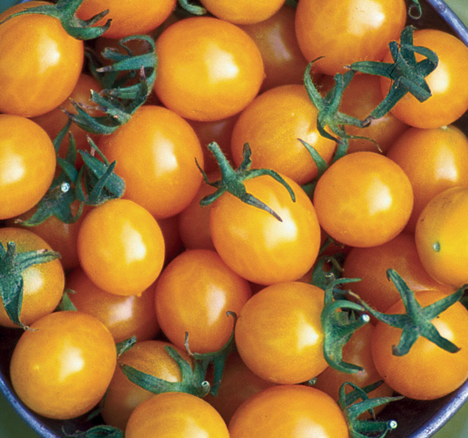 19 Varieties of Heirloom Tomatoes to Grow in the Kitchen Garden - Fine ...