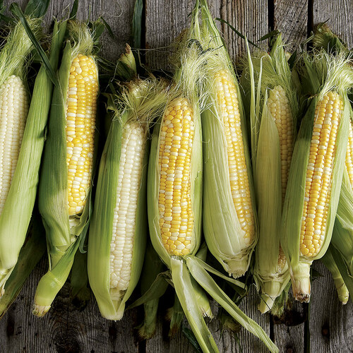 How to Grow Corn - Fine Gardening