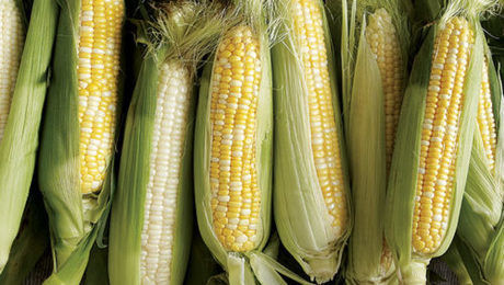 How to Freeze Corn - FineGardening