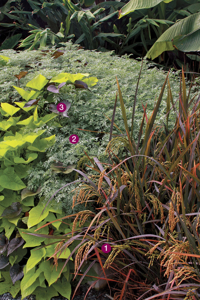 Great Combinations with Ornamental Grasses - Fine Gardening