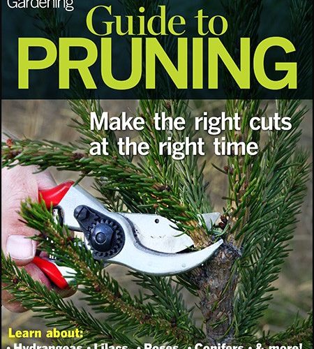 Pruning Tips and Techniques Guide for Beginners