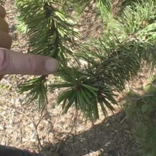 Pruning Tips and Techniques Guide for Beginners