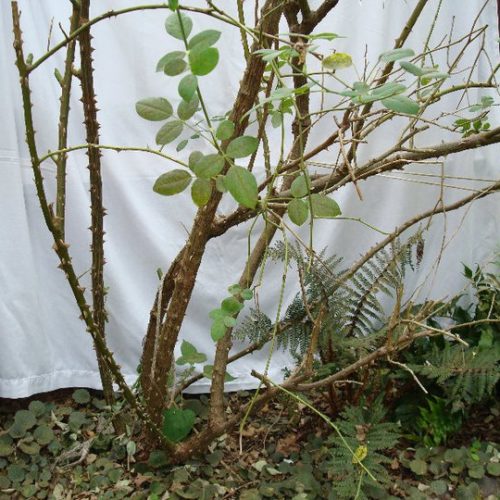 Pruning Tips and Techniques Guide for Beginners