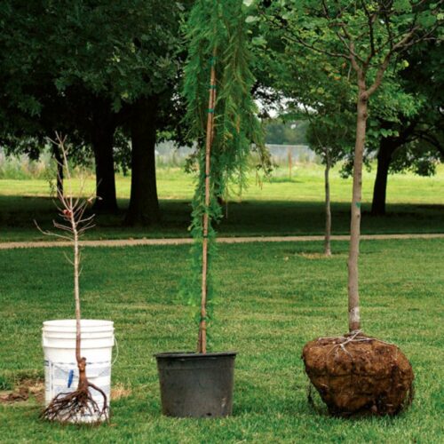 A Gardener's Checklist for Early Spring - Fine Gardening