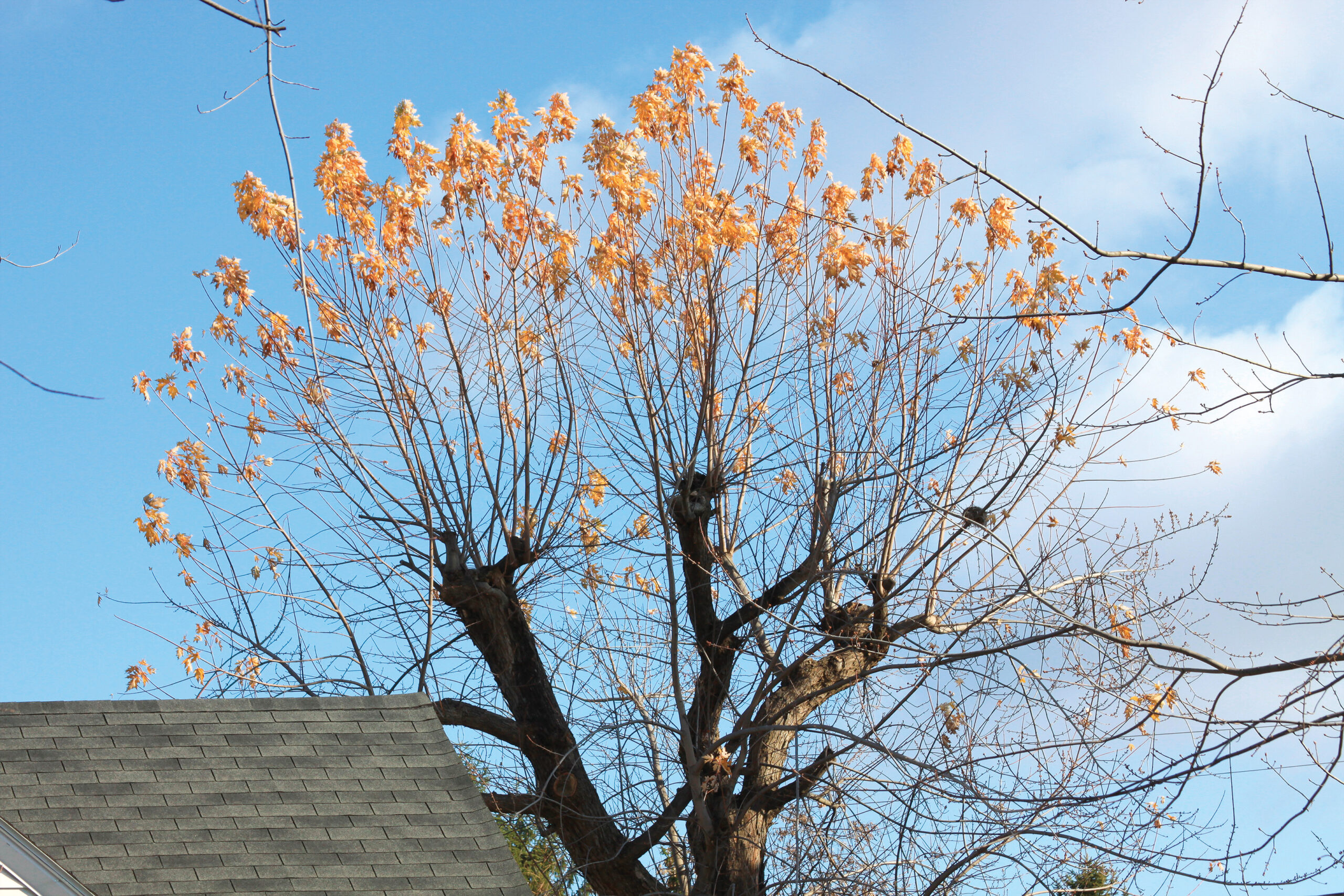 Five Common Pruning Mistakes, and How to Fix Them - Fine Gardening
