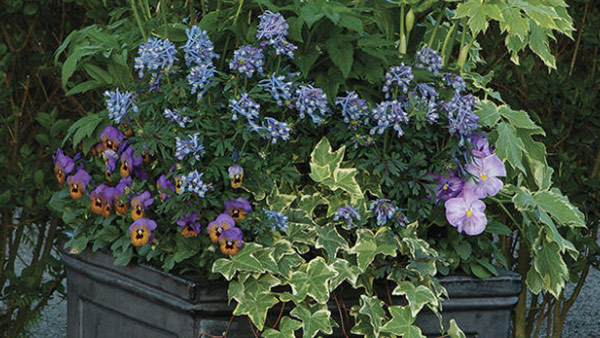 A Bright Idea for Spring Containers - FineGardening