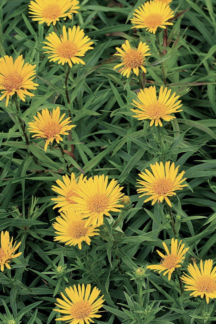 Cinderella Plants: Great Plants that Deserve Recognition - Fine Gardening