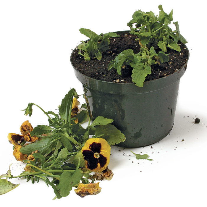 Take a Fresh Approach to Pansies - FineGardening