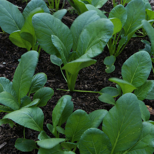 How to Grow Pak Choi in a Container - Fine Gardening