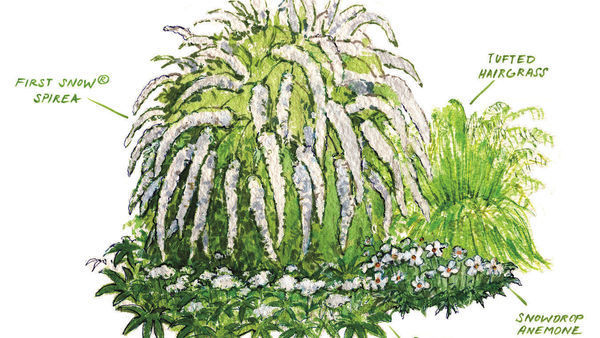 The 8 Best Plants for Privacy - Fine Gardening