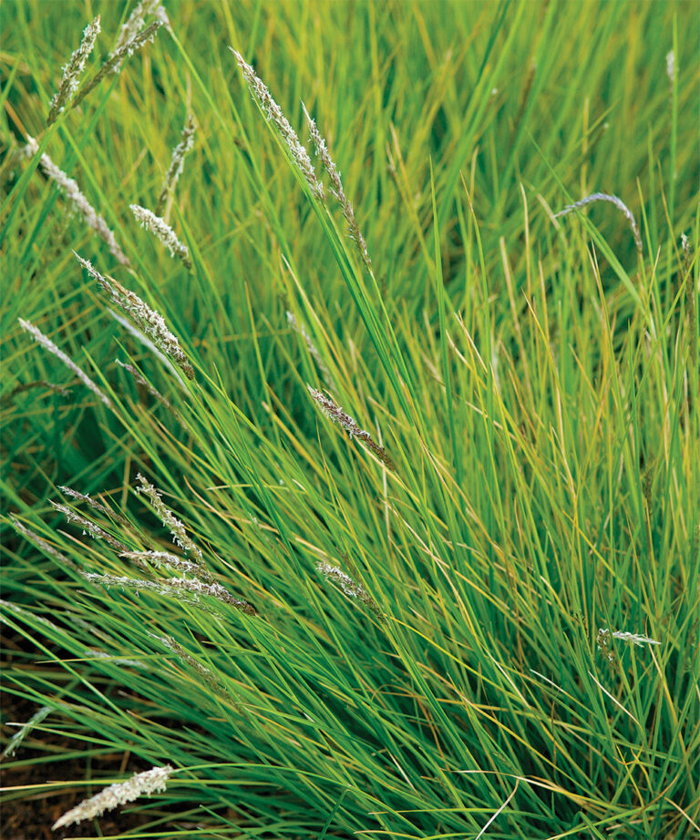 Regional Picks: Perennial Hole Fillers - Northeast - Fine Gardening