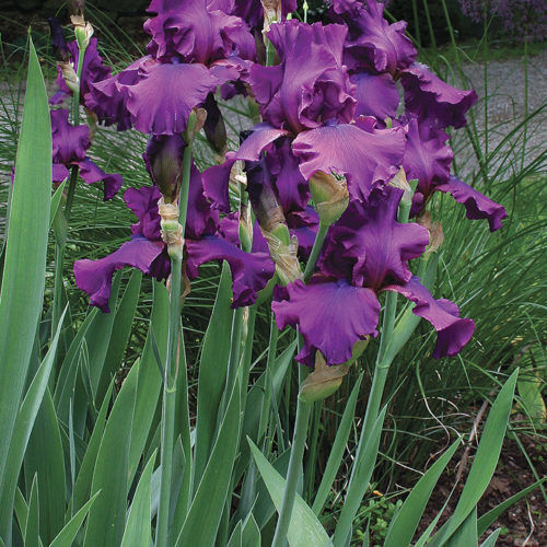 The Ultimate Guide to Dividing Plants - FineGardening