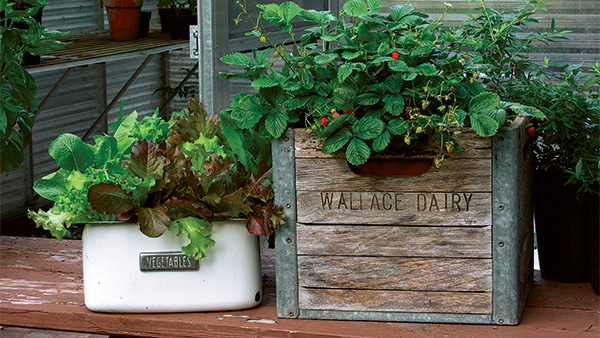 Container Designs Built to Last - FineGardening