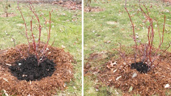 Over-Wintering Roses In Containers - FineGardening