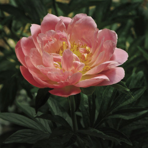 Dare to Divide Your Peonies - Fine Gardening