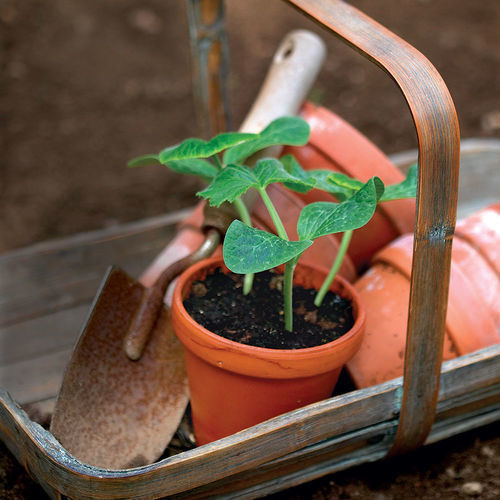 Successful Seed Starting Beyond the Basics - Fine Gardening