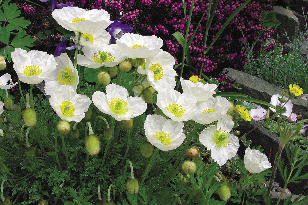 Biennials That Are Worth Your Time - Fine Gardening