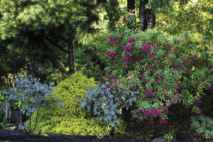 Design a Garden with Shrubs - Fine Gardening