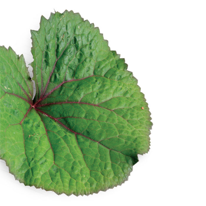 The Best Ligularias - FineGardening