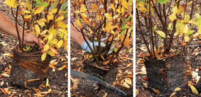 A Better Fix for Root-Bound Plants - Fine Gardening