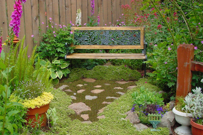Plants You Can Walk On - Fine Gardening