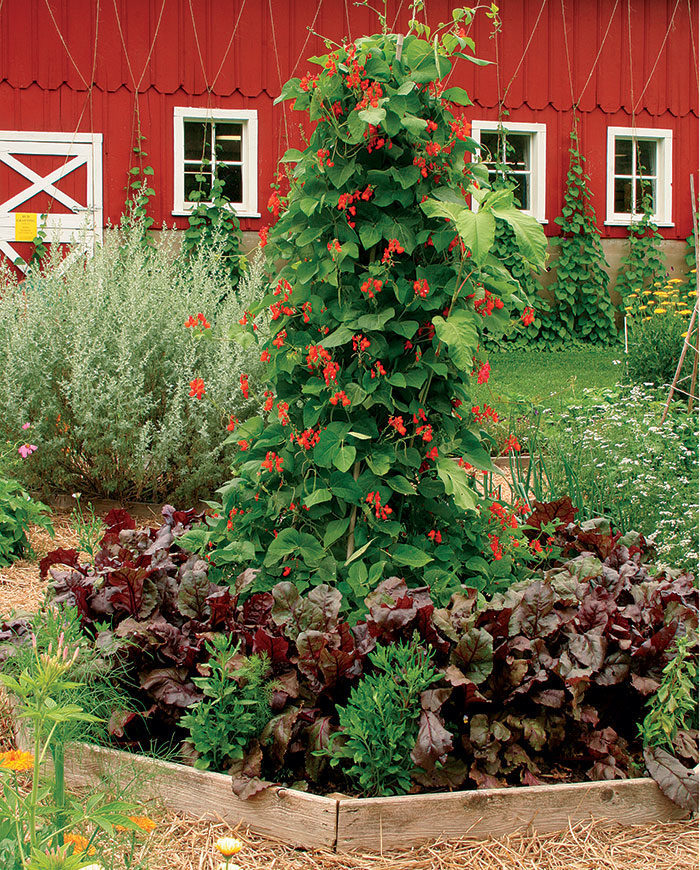 4 Easy, Pretty, and Edible Planting Designs - FineGardening