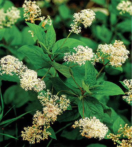 Regional Picks: Plant This, Not That - Northeast - Fine Gardening