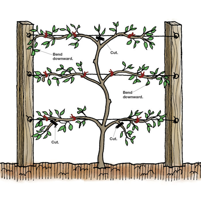 An Easy Approach to Espalier - FineGardening