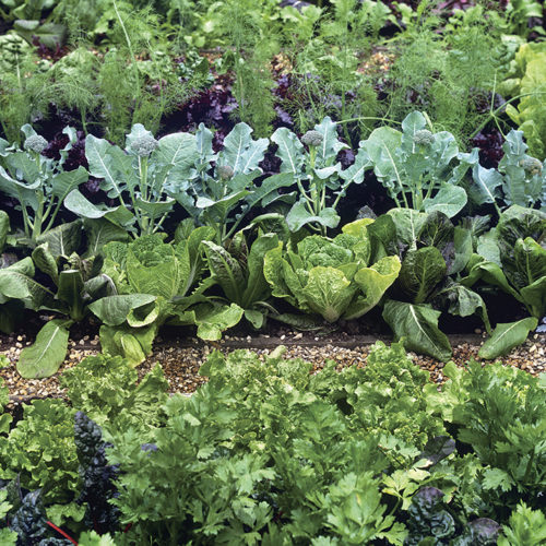 A Different Approach to Crop Rotation - Fine Gardening