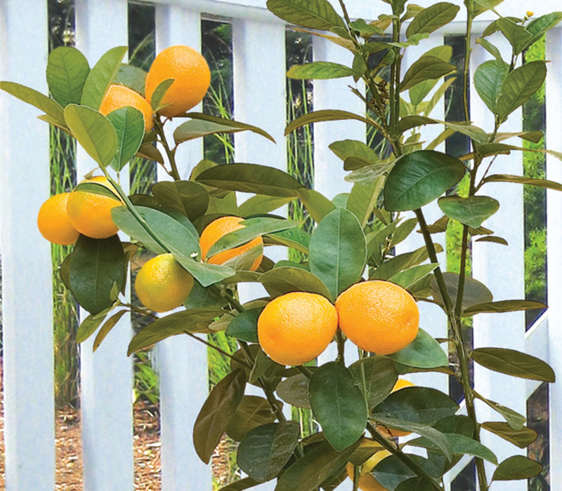 Growing Citrus in Pots - Fine Gardening