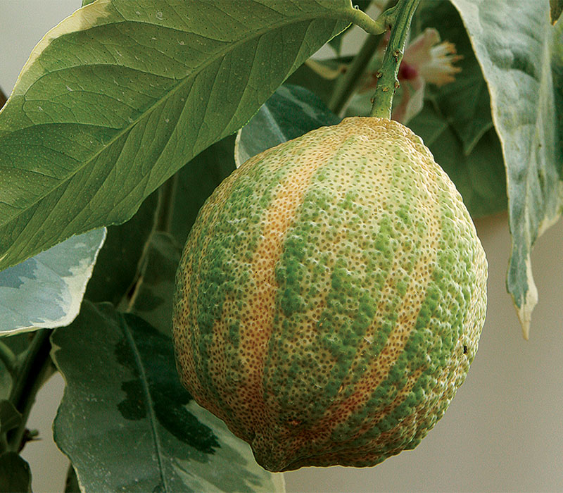 Growing Citrus in Pots - Fine Gardening