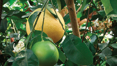 Growing a Juicy Fruit Forest - FineGardening